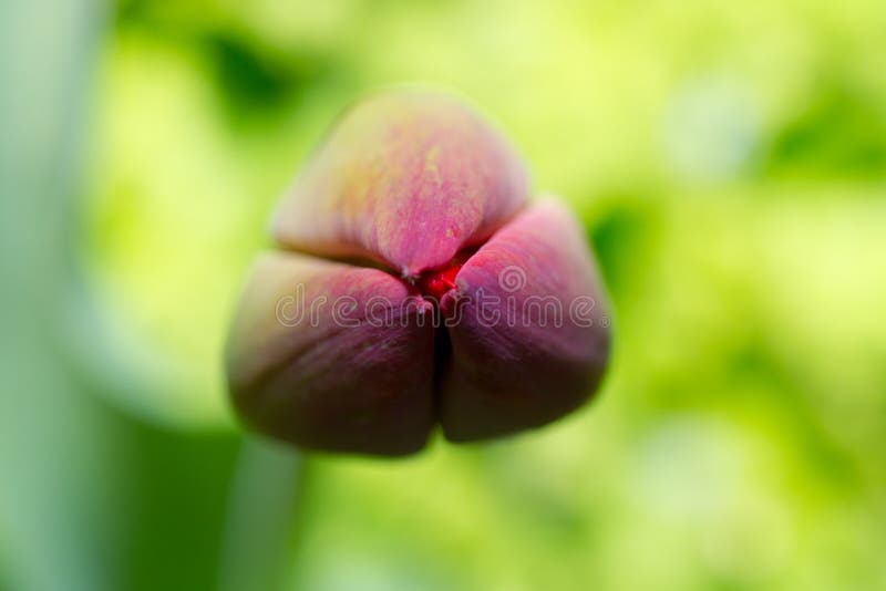 Small flower stock photo. Image of close, floral, flower - 54101362