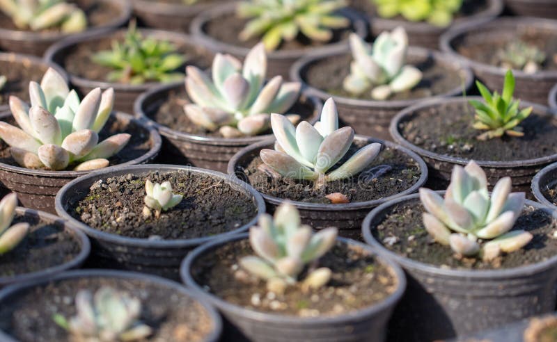 Small Flower Sprouts in Pots in a Greenhouse. Stock Photo - Image of ...