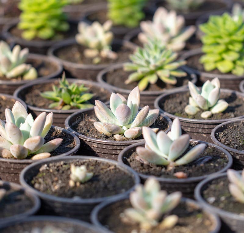Small Flower Sprouts in Pots in a Greenhouse. Stock Photo - Image of ...