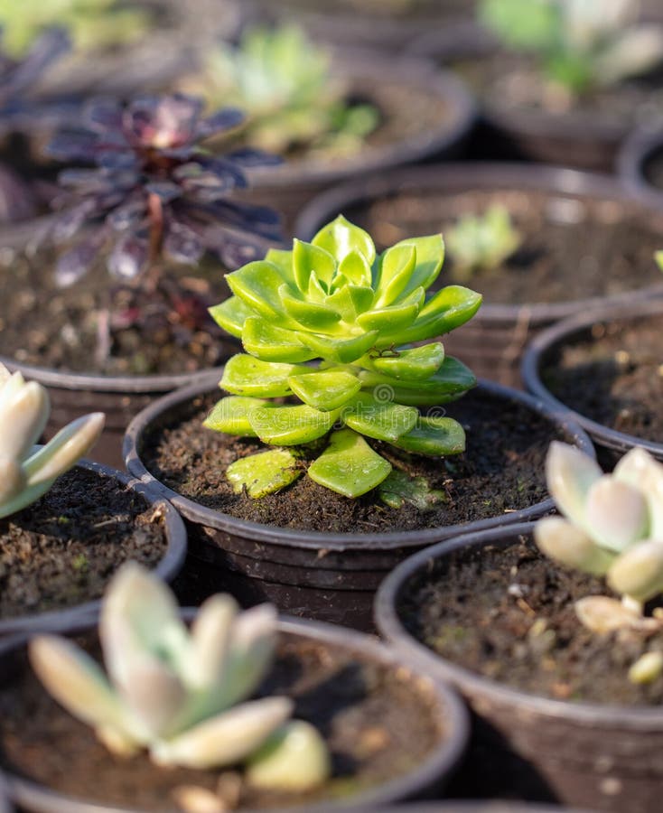 Small Flower Sprouts in Pots in a Greenhouse. Stock Image - Image of ...