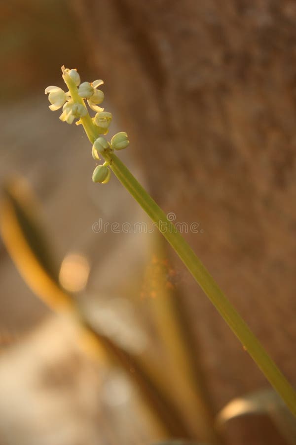 The Small Flower on the Stem Stock Image - Image of flower, sprig: 22144963