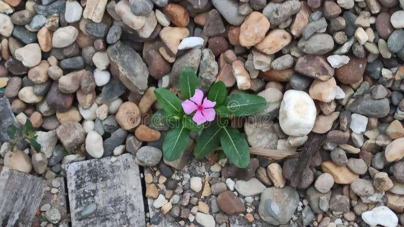 Small Flower Surround by Stones Stock Photo - Image of soil, garden ...