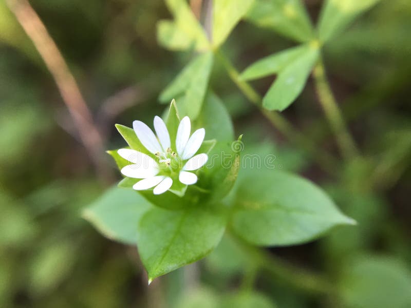 Small flower stock image. Image of plant, flower, macro - 50313693