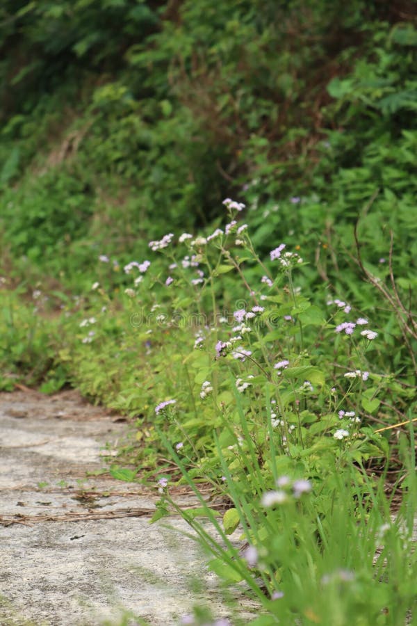 Small Flowered Grass on the Side of the Road Stock Image - Image of ...