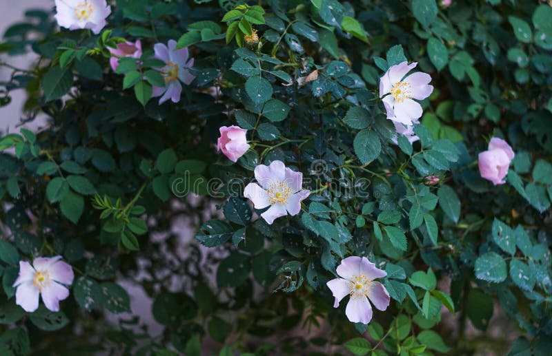 Small-flowered roses stock image. Image of anniversary - 276993317