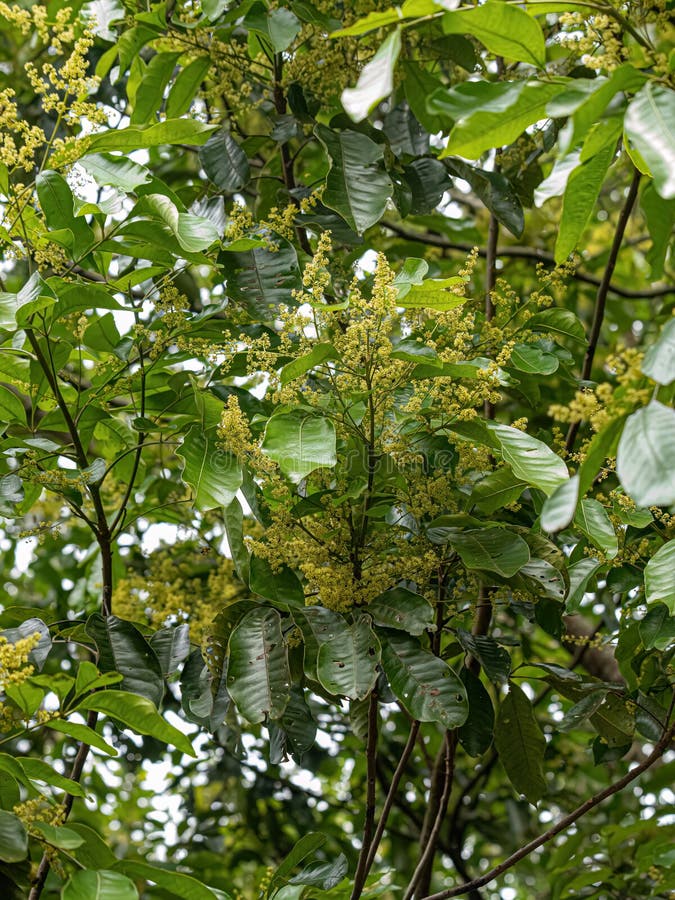 Flowering Branches of the Mango Tree Stock Photo - Image of leaf ...