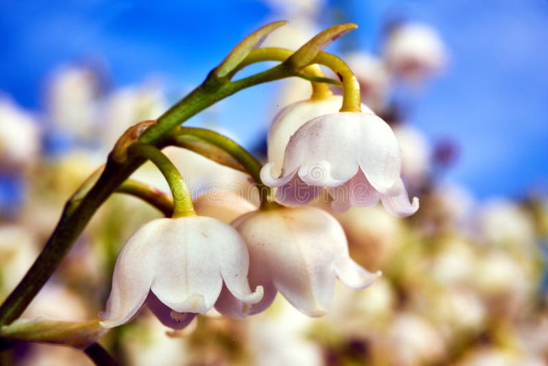 Small, Flowering Lilies of the Valley Flowers during Spring Stock Image ...