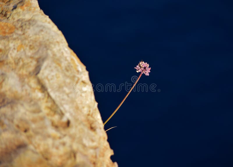 Small Flowering Plant Growing on Limestone Cliffs Stock Image - Image ...