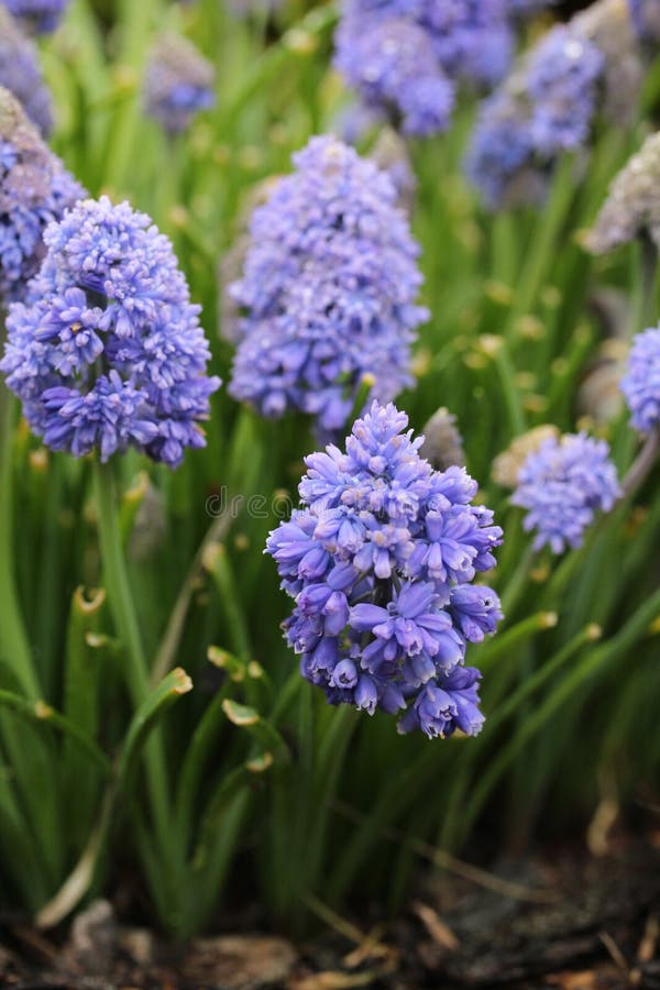 Spring blue flower stock photo. Image of floral, color - 193057932