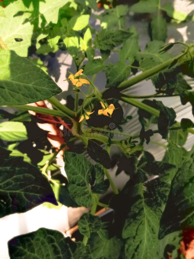 A Small, Flowering Tomato Tree and the Green Leaf Stock Photo - Image ...
