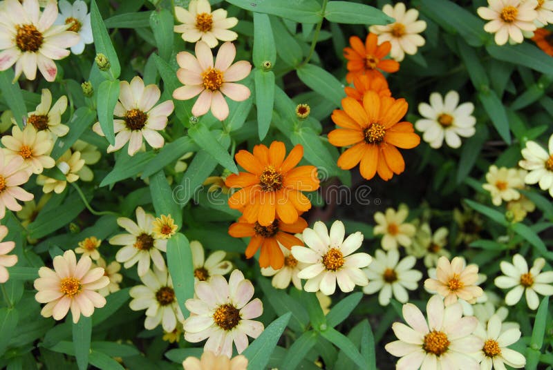 Small flowers stock image. Image of forest, gardens, wild - 2261897