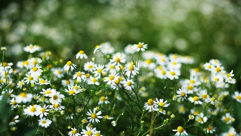 Small Flowers Picture. Image: 5703877