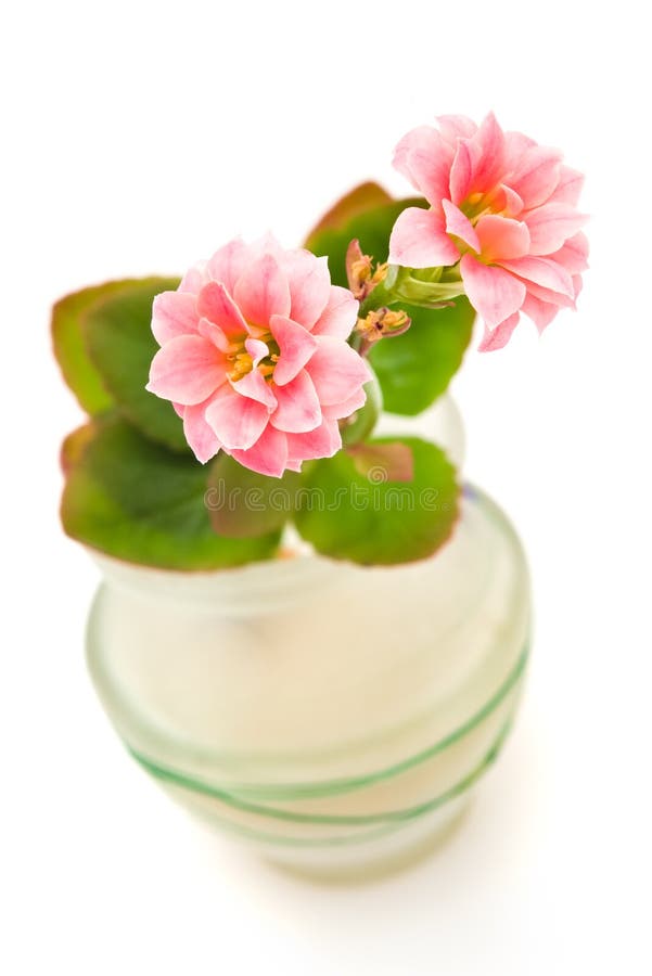 Small flowers stock image. Image of arrangement, nature - 8920371