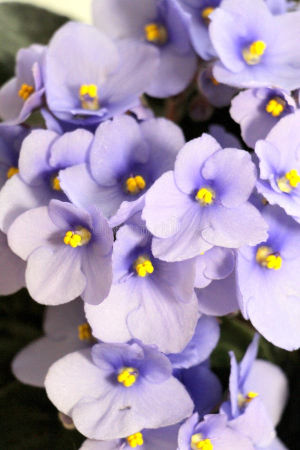 Small Flowers of Blue Violets Close-up. Fresh Flowers in a Pot. Stock ...