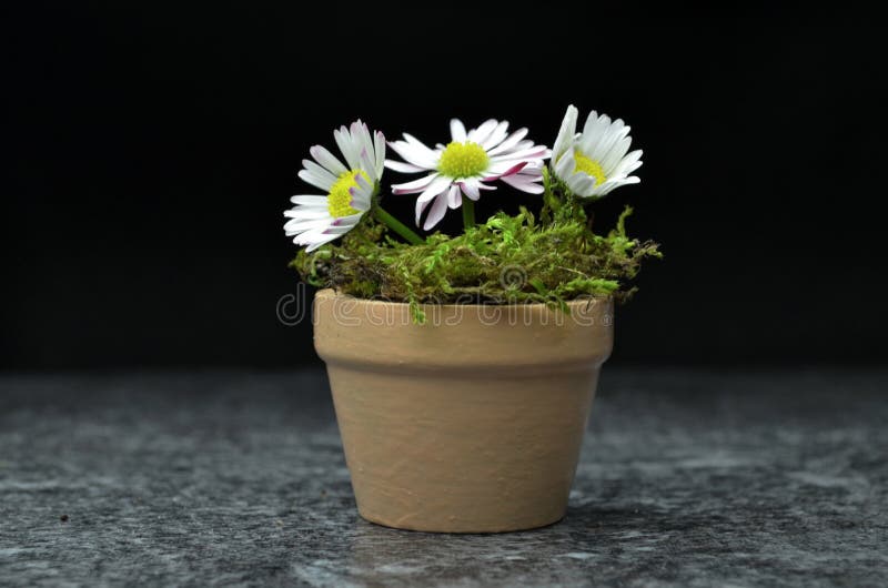 Small flowers composition stock image. Image of daisy - 90141399