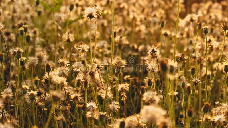 Flowers of Grass and Orange Color of Sunlight Stock Image - Image of ...