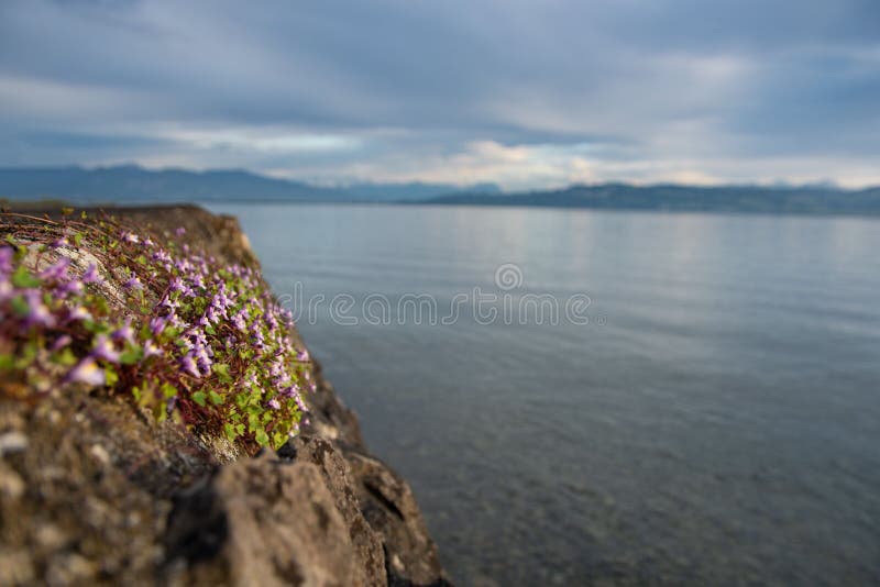719 Flowers Growing Cliff Stock Photos - Free & Royalty-Free Stock ...