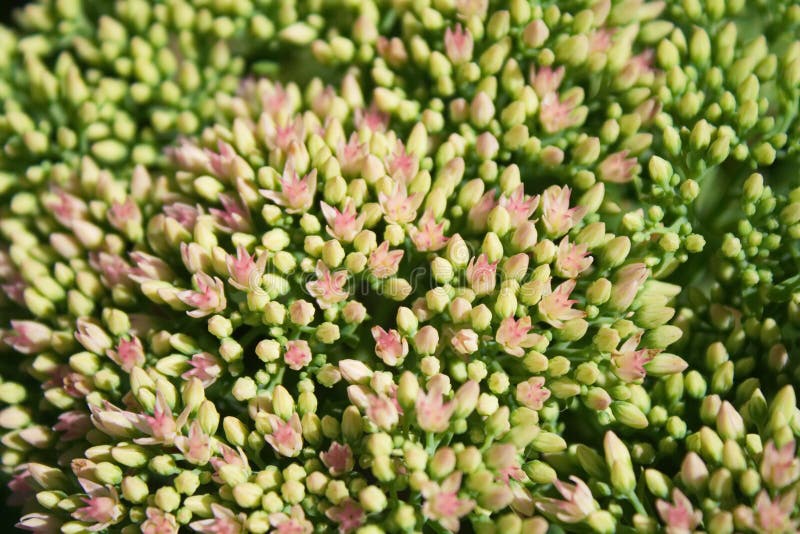 Small flowers stock image. Image of small, close, plant - 58373465