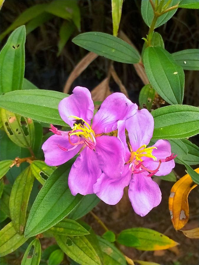 Small Flowers and Insects on the Edge of the Forest Stock Photo - Image ...