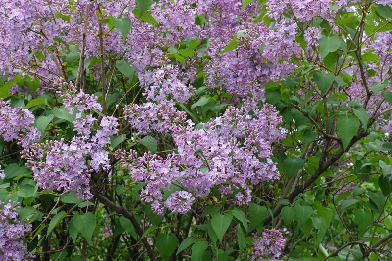 Small Flowers in the Leafage of Lilac in Spring Stock Photo - Image of ...