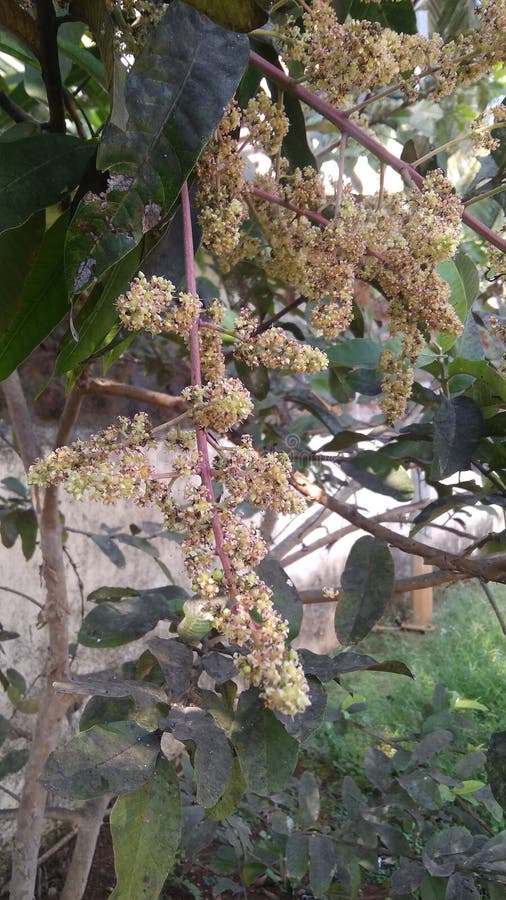 The Small Flowers of Mango Tree with Golden Colour Stock Image - Image ...