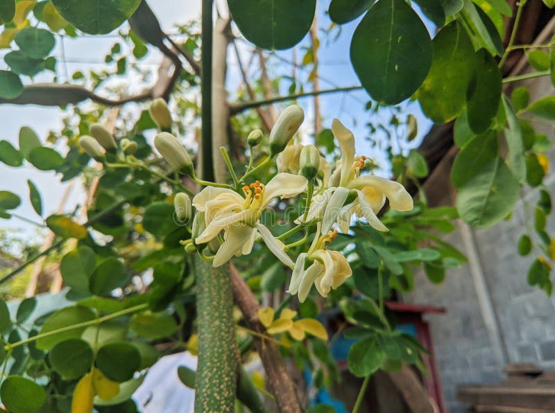 The Small Flowers of the Moringa Tree are White and the Leaves are ...