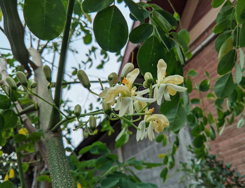The Small Flowers of the Moringa Tree are White and the Leaves are ...