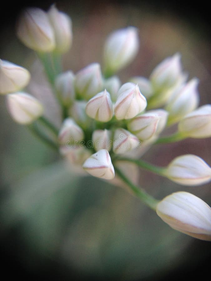 Small flowers stock image. Image of macro, flowers, white - 48500815
