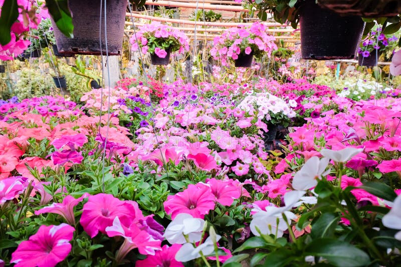 Small Flowers Plant on Ground ,mini Garden Stock Image - Image of black ...