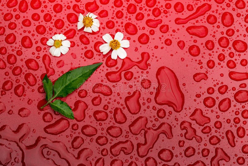Small Flowers on Red Water Drops Blackground Stock Image - Image of ...