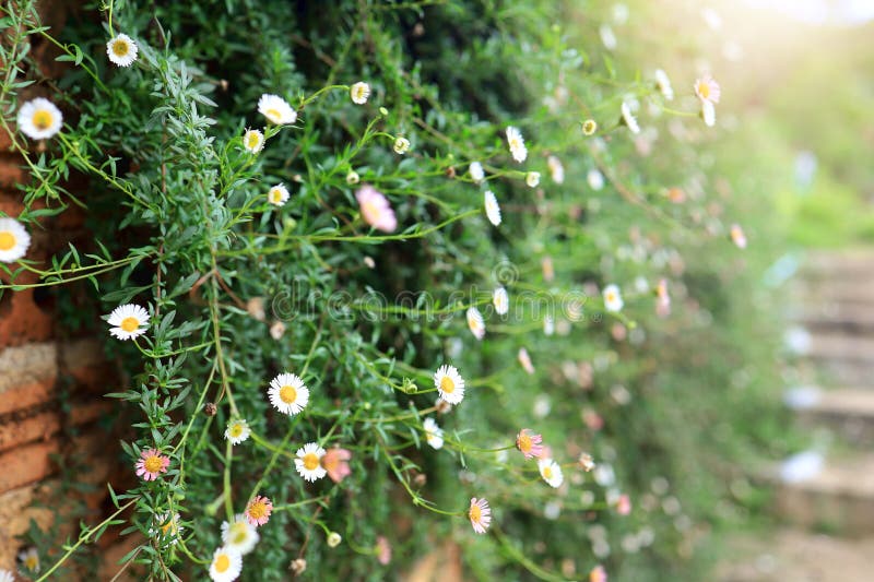 Small Flowers on the Side of the Walkway Stock Photo - Image of foliage ...