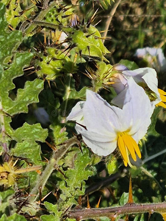 Small Flowers of the Solanum Dimidiatum Plant. Stock Image - Image of ...