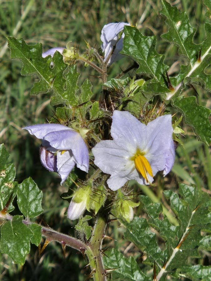 Small Flowers of the Solanum Dimidiatum Plant. Stock Photo - Image of ...