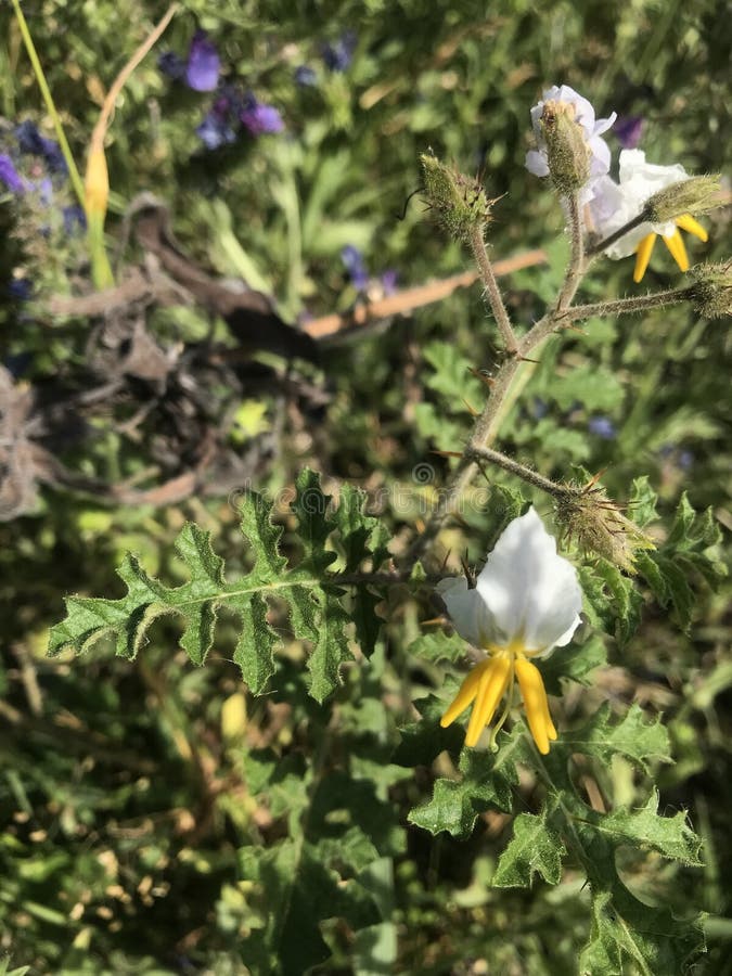 Small Flowers of the Solanum Dimidiatum Plant. Stock Image - Image of ...