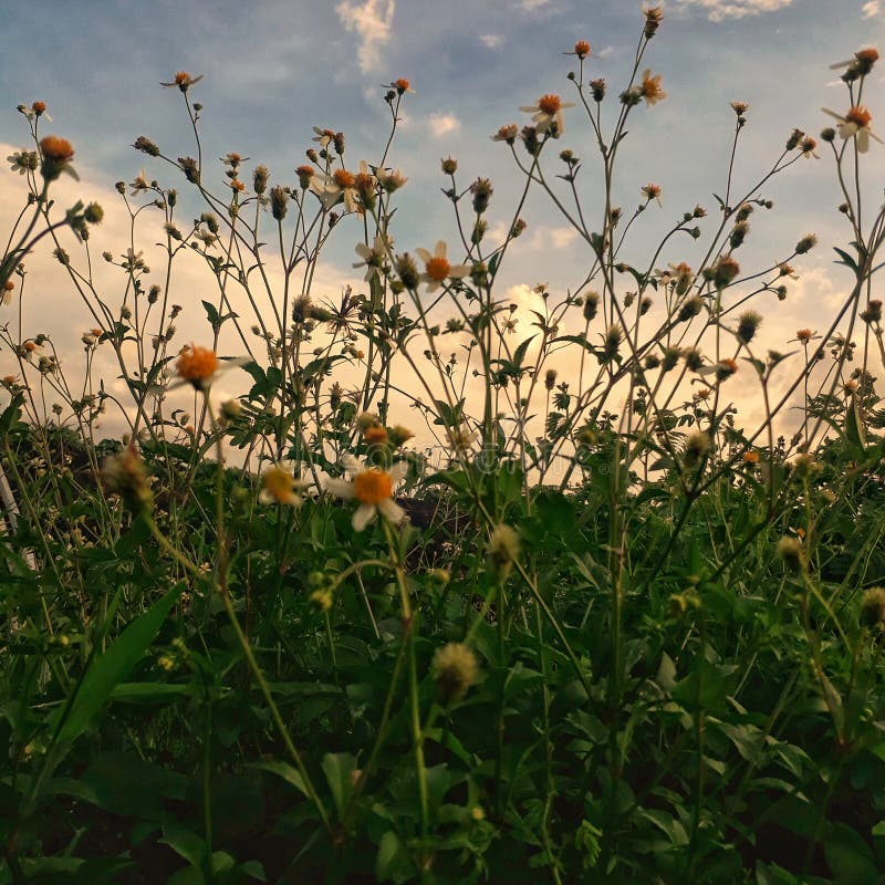 Small Flowers Taken from the Low Side Stock Image - Image of small ...