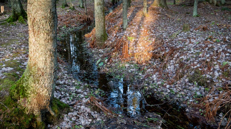 Small Flowing Stream in the Middle of the Forest Stock Image - Image of ...