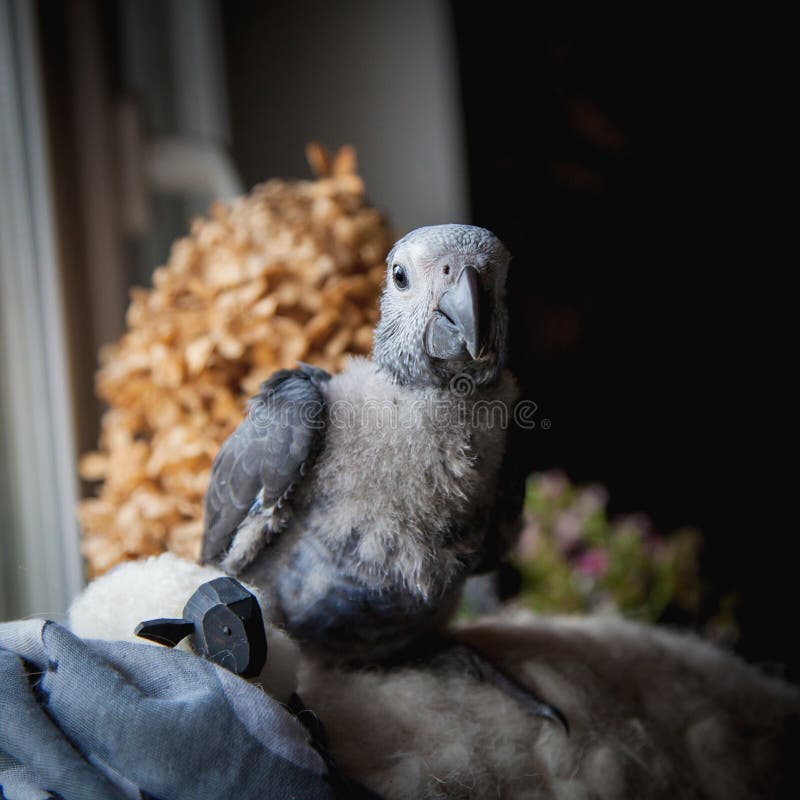 Small African Grey Parrot Baby in Front of Window Stock Image - Image ...