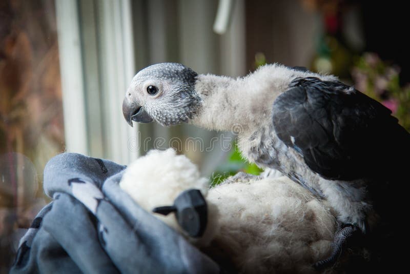 Small African Grey Parrot Baby in Front of Window Stock Image - Image ...
