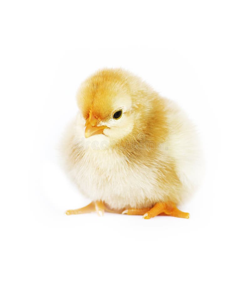 Small Fluffy Baby Chick Limited Stock Photos - Free & Royalty-Free ...