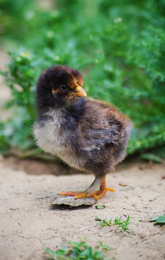 Small Fluffy Baby Chick Limited Stock Photos - Free & Royalty-Free ...
