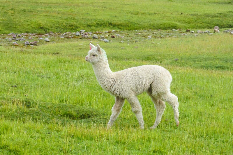 Small fluffy baby lama stock image. Image of alpaca, fluffy - 92810919
