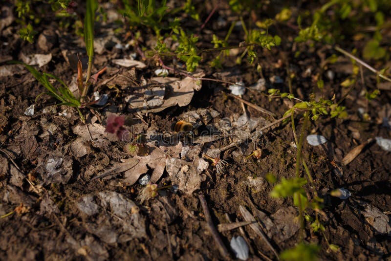 Small Fluffy Bee on the Ground among Leaves and Grass in the Spring ...