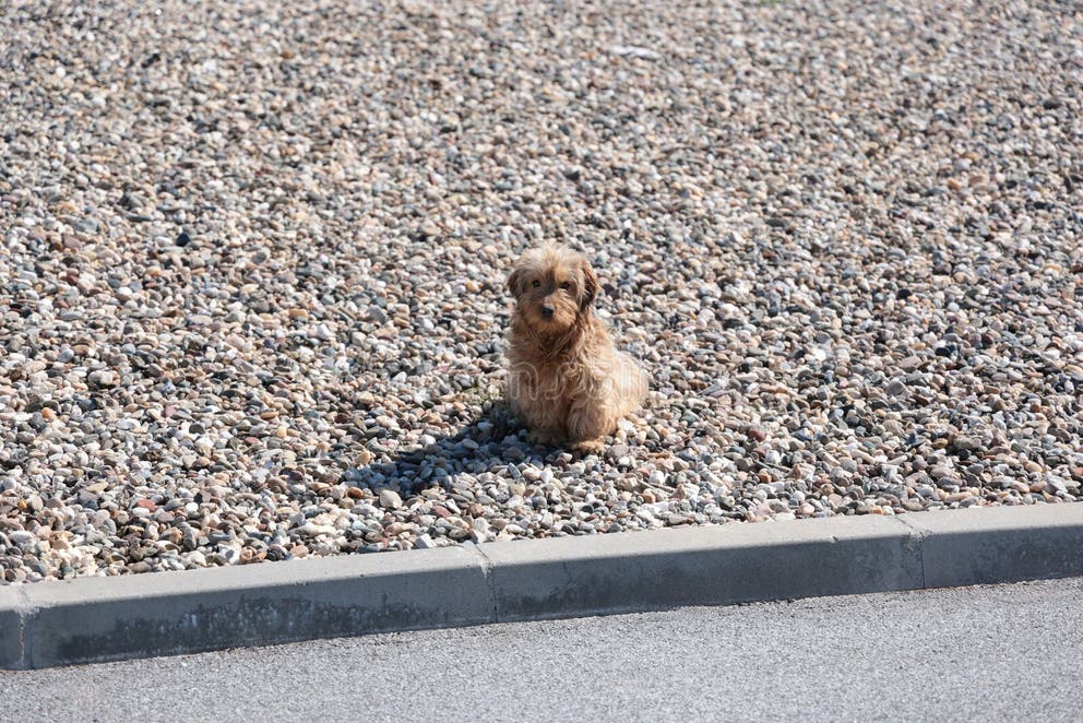 A Small, Fluffy Brown Dog Sits on Pebbles, Looking Devotedly Straight ...