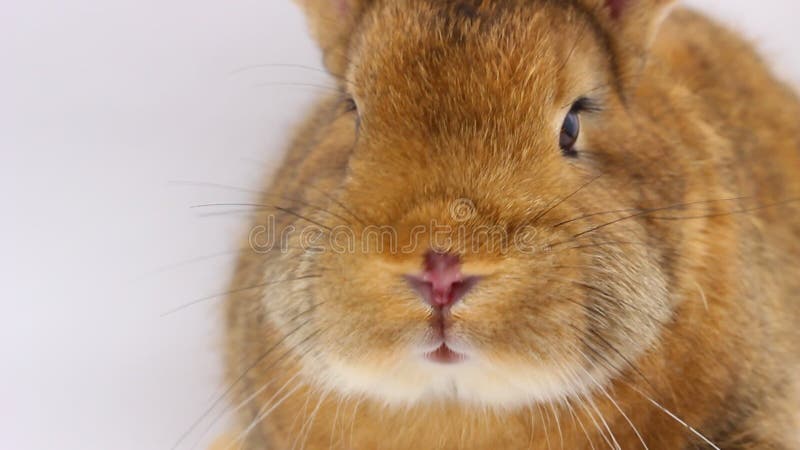 A Small Fluffy Brown Rabbit with a Large Mustache Wiggles Its Nose ...