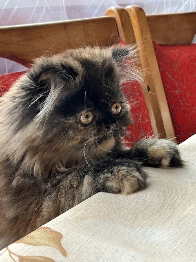 A Small Fluffy Cat Sits at the Table before Dinner Stock Image - Image ...