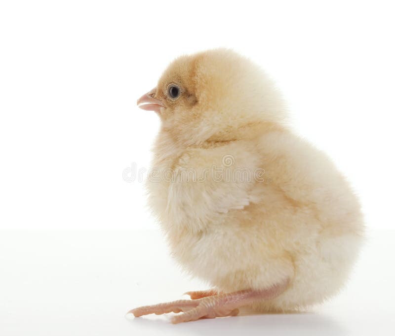 494 Small Gray Fluffy Chicken Stock Photos - Free & Royalty-Free Stock ...