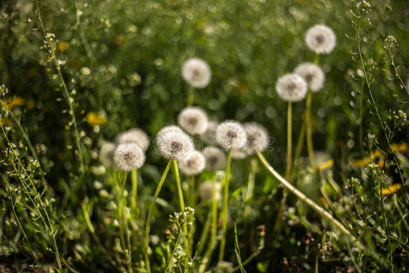 Fluffy meadow plants stock photo. Image of flowers, dandelion - 76858692