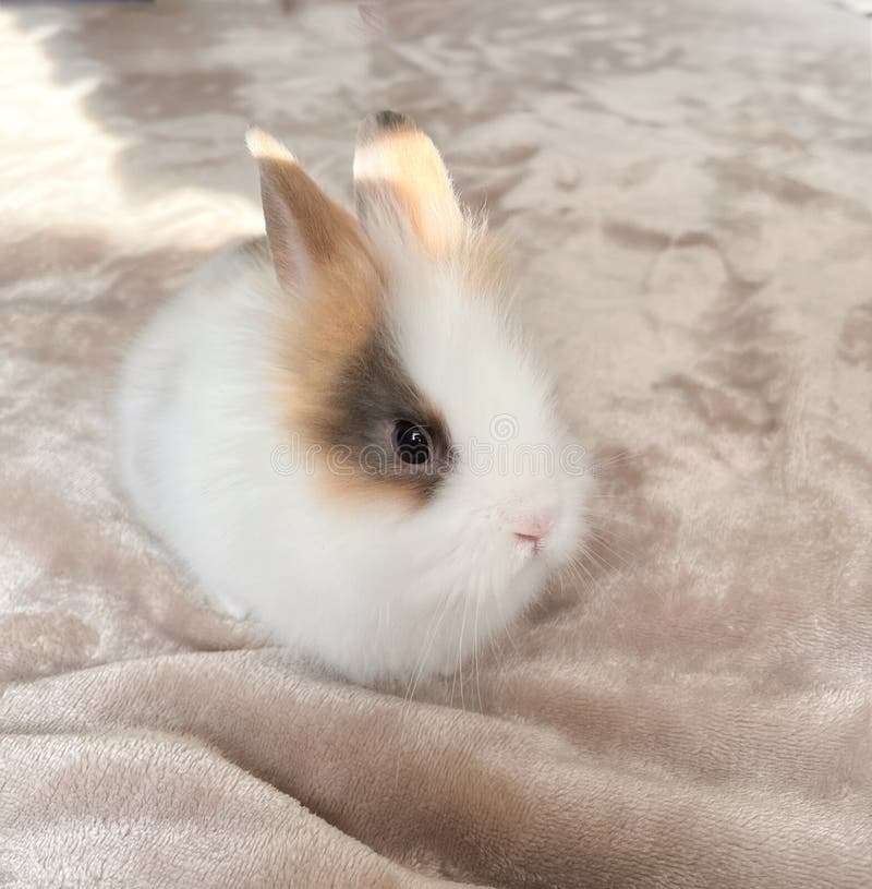 Small Fluffy Decorative Rabbit on the Bed Stock Photo - Image of ...