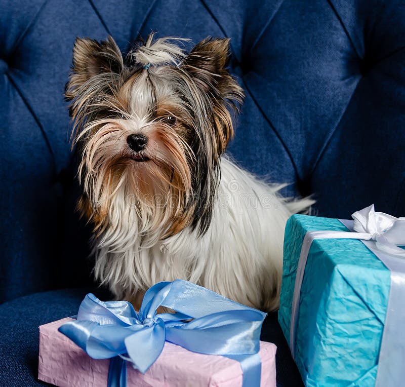 Small Fluffy Dog of Terrier Breed with Gift Boxes, Welcome Gift Stock ...