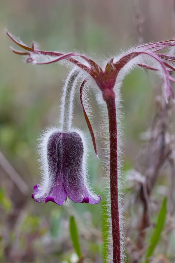 Small fluffy flower stock image. Image of closeup, warmth - 27507253